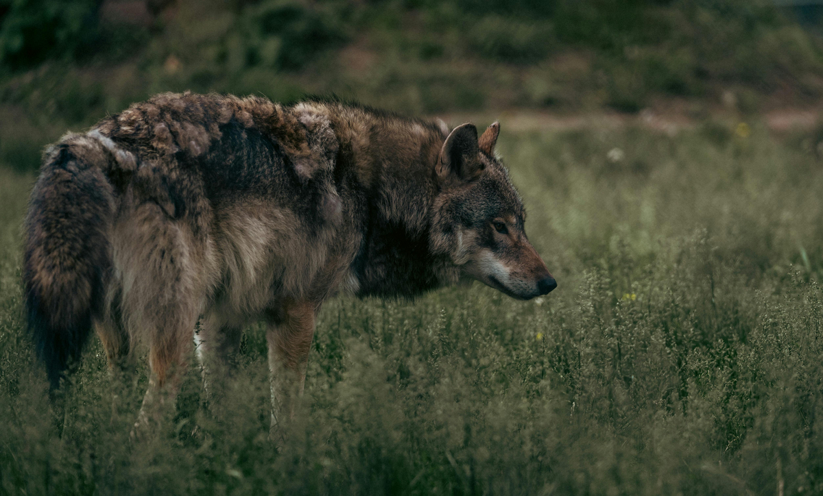 Hoe gaan we om met de wolf - Oozo.nl